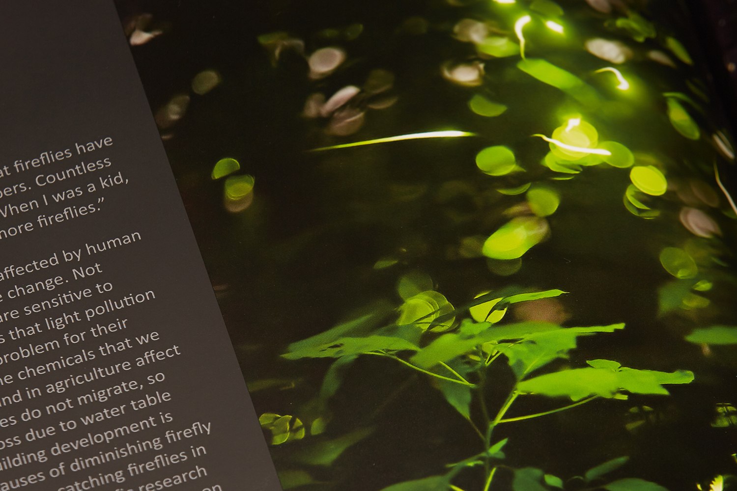 Radim Schreiber: Firefly Experience — ArtBook Printing