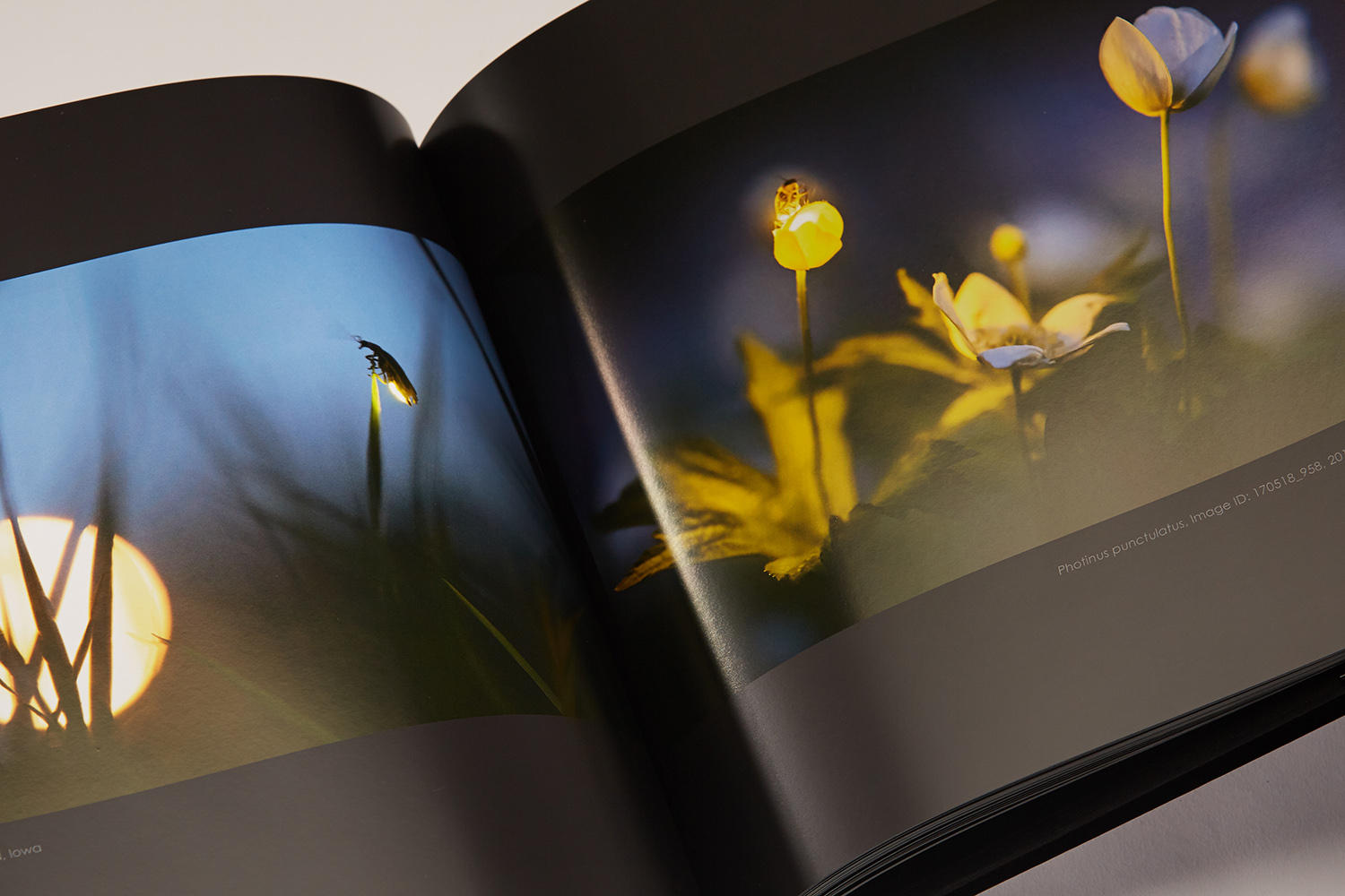 Radim Schreiber: Firefly Experience — ArtBook Printing